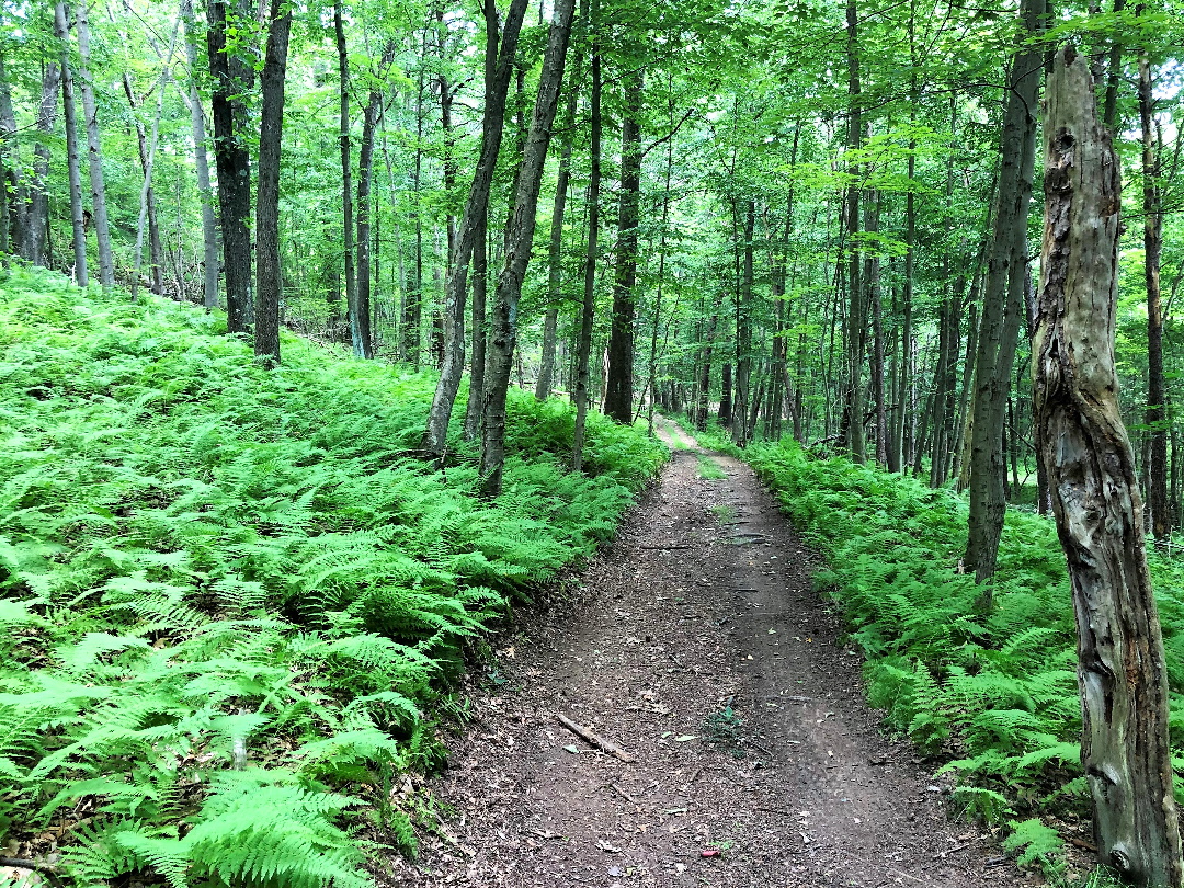 DCNR Awards EC Grant for OHV Feasibility Study - Earth Conservancy