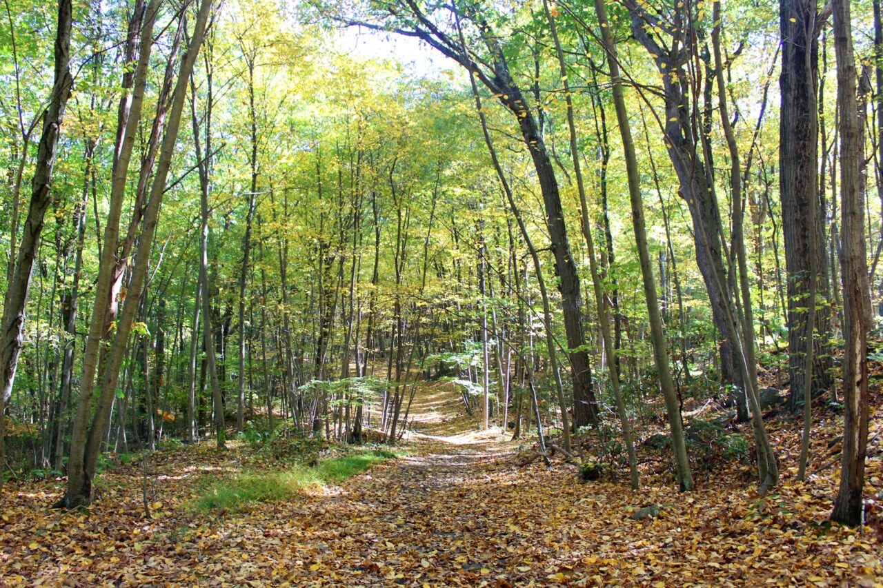 Exploring the Sugar Notch Trail with NBLT & DCNR - Earth Conservancy