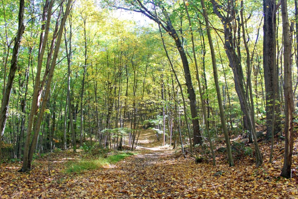 Exploring the Sugar Notch Trail with NBLT & DCNR - Earth Conservancy